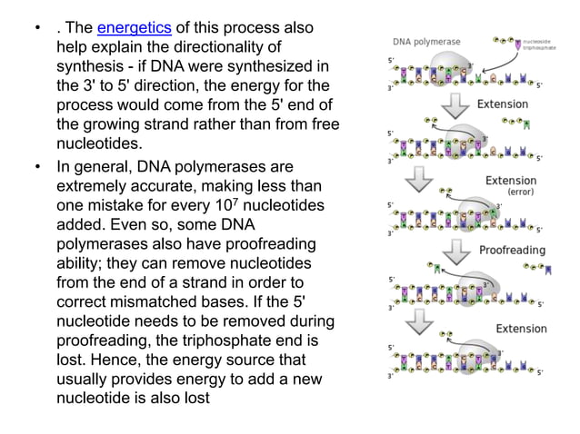 DNA STRUCTURE, REPLICATION AND MANIPULATION | PPT