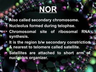 GENETICSLECT11 chromosomes chromatin dna | PPT