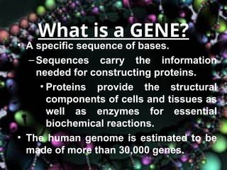 GENETICSLECT11 chromosomes chromatin dna | PPT