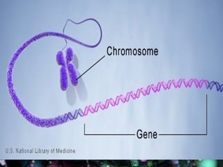 GENETICSLECT11 chromosomes chromatin dna | PPT