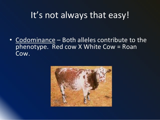 Instructional Presentation on Basic Genetics