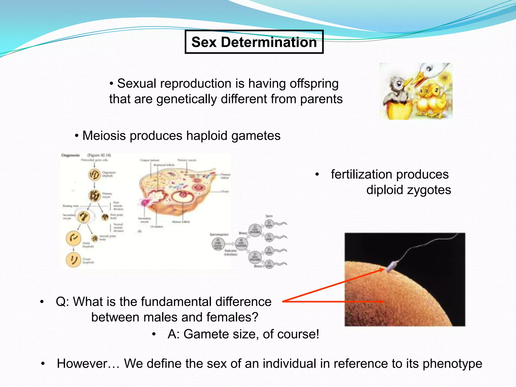Genetics lecture 2 pw_2012 | PPT