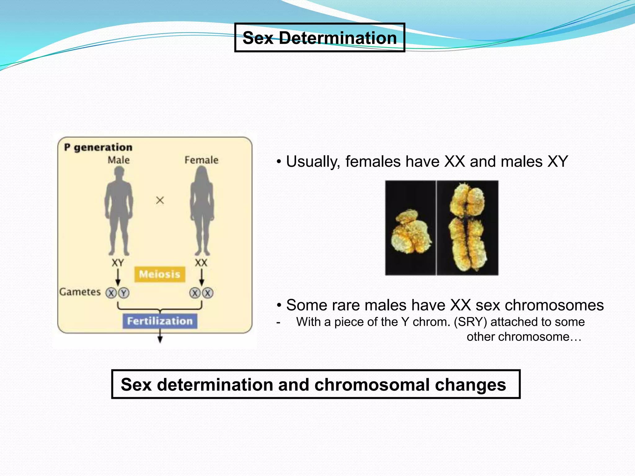 Genetics lecture 2 pw_2012 | PPTX