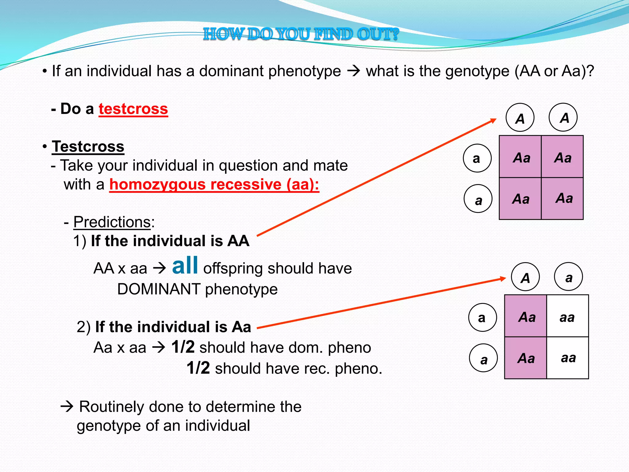 Genetics lecture 2 pw_2012 | PPT