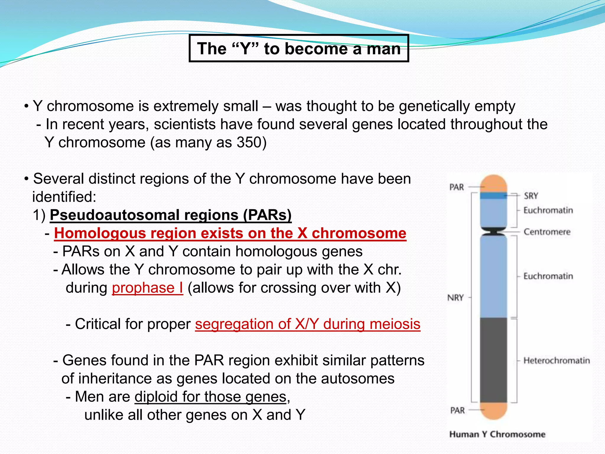 Genetics Lecture 2 Pw 2012 Ppt
