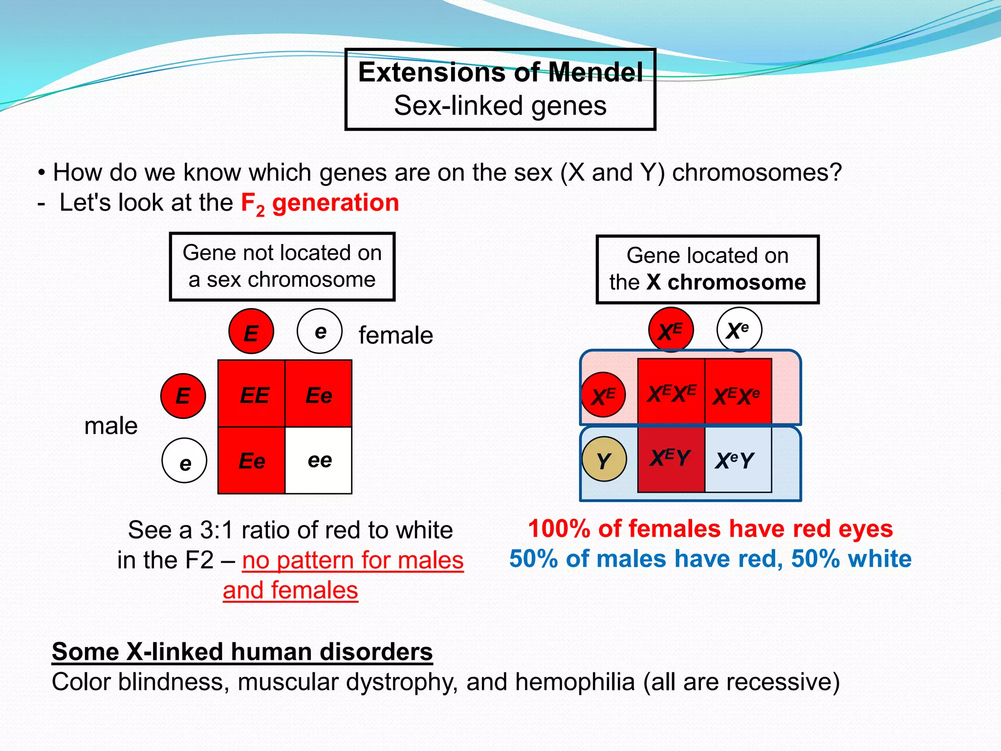 Genetics lecture 2 pw_2012 | PPT