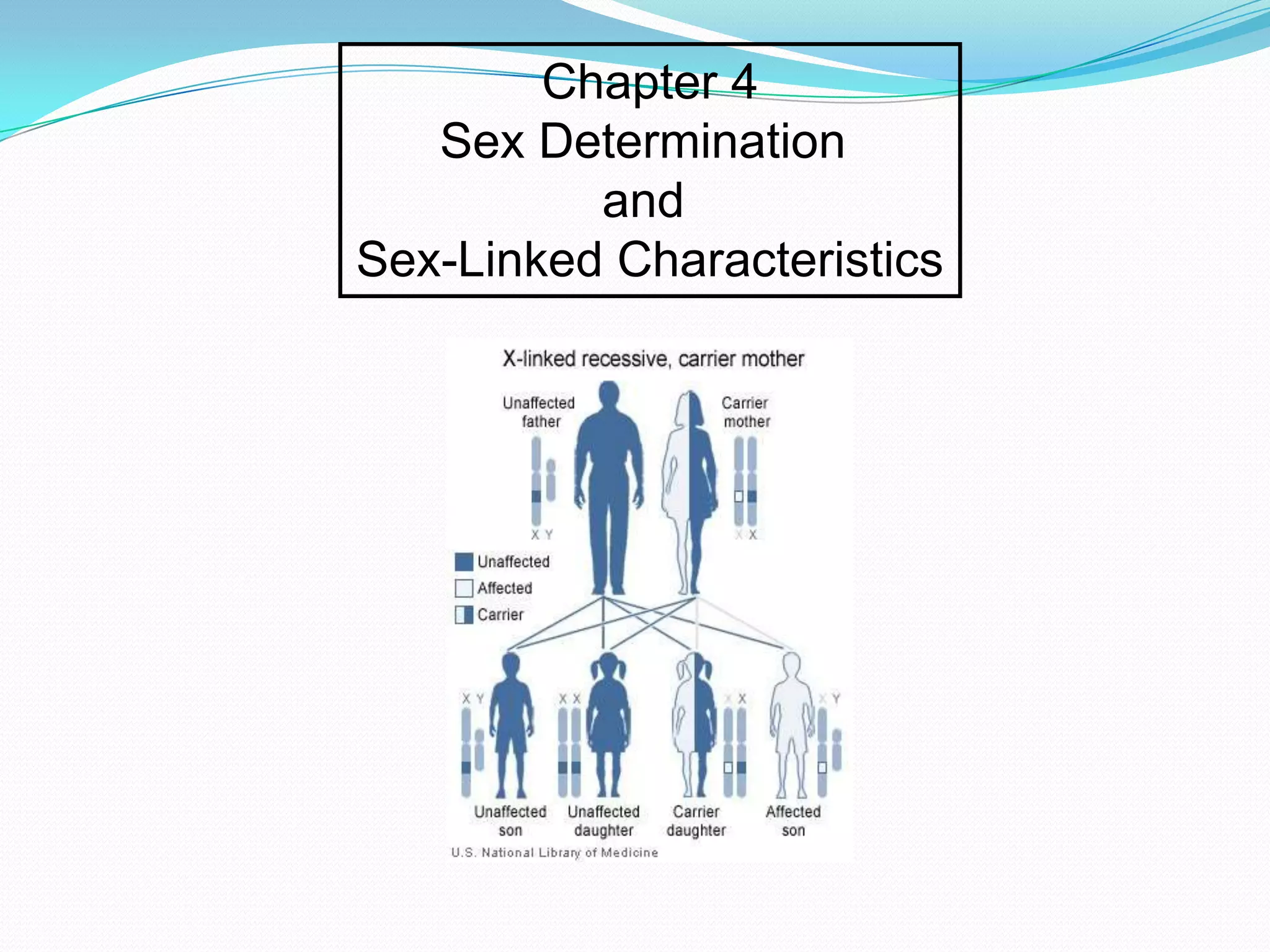Genetics lecture 2 pw_2012 | PPT