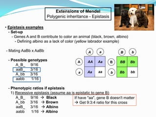 Genetics lecture 2 pw_2012 | PPT