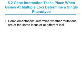 Genetics lecture 2 pw_2012 | PPT