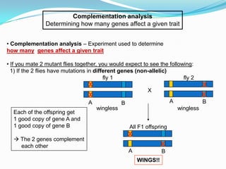 Genetics lecture 2 pw_2012 | PPT