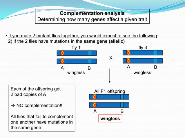 Genetics lecture 2 pw_2012 | PPT
