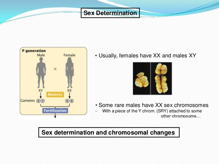 Genetics Lecture 2 Pw 2012