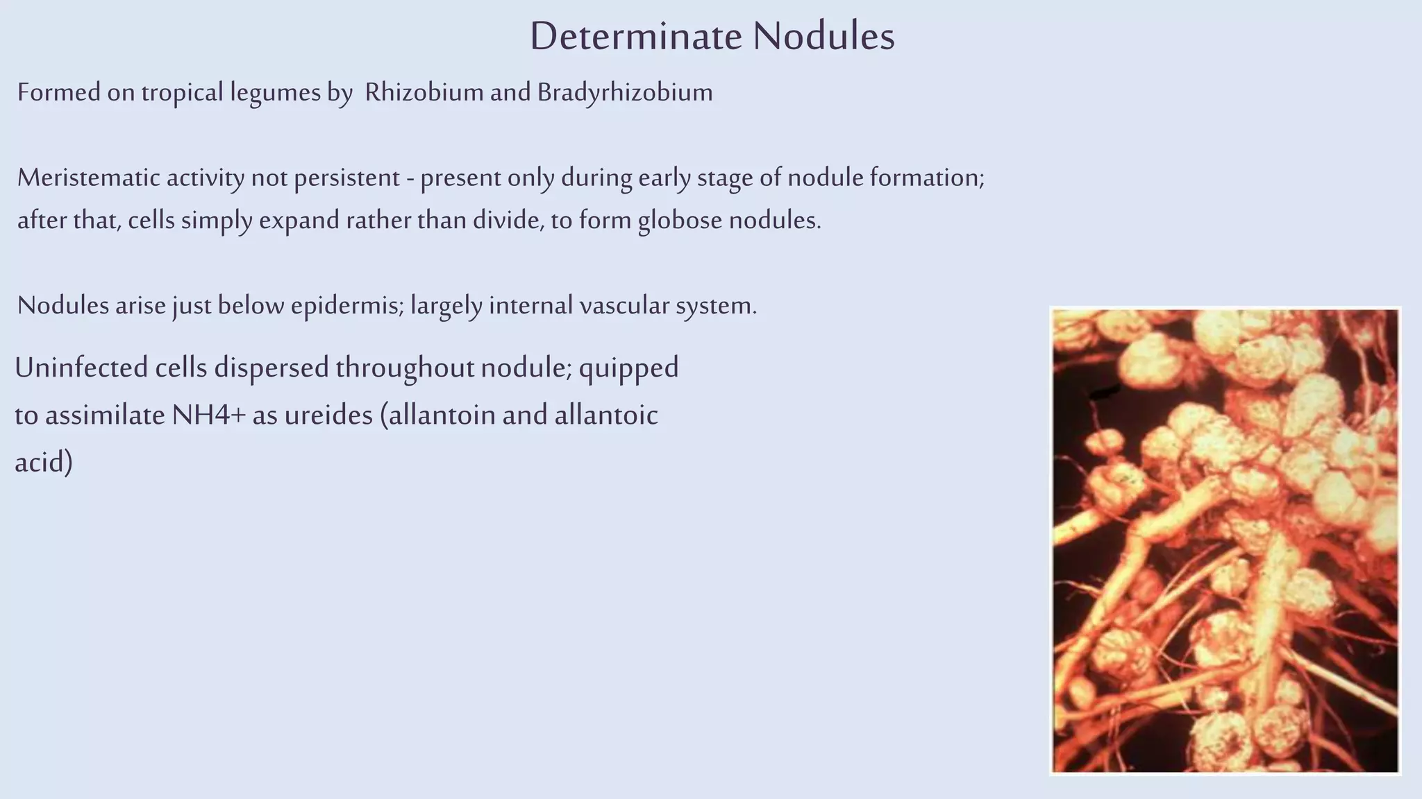 Genetics Of Legume Rhizobium Symbiosis | PPTX