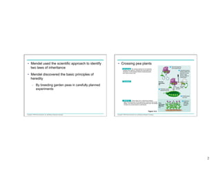 Genetics mendelian.ppt