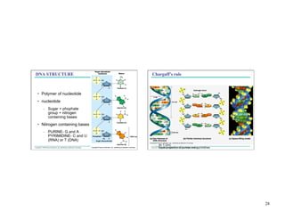 Learning Through Art Dna Structure Masteringbiology
