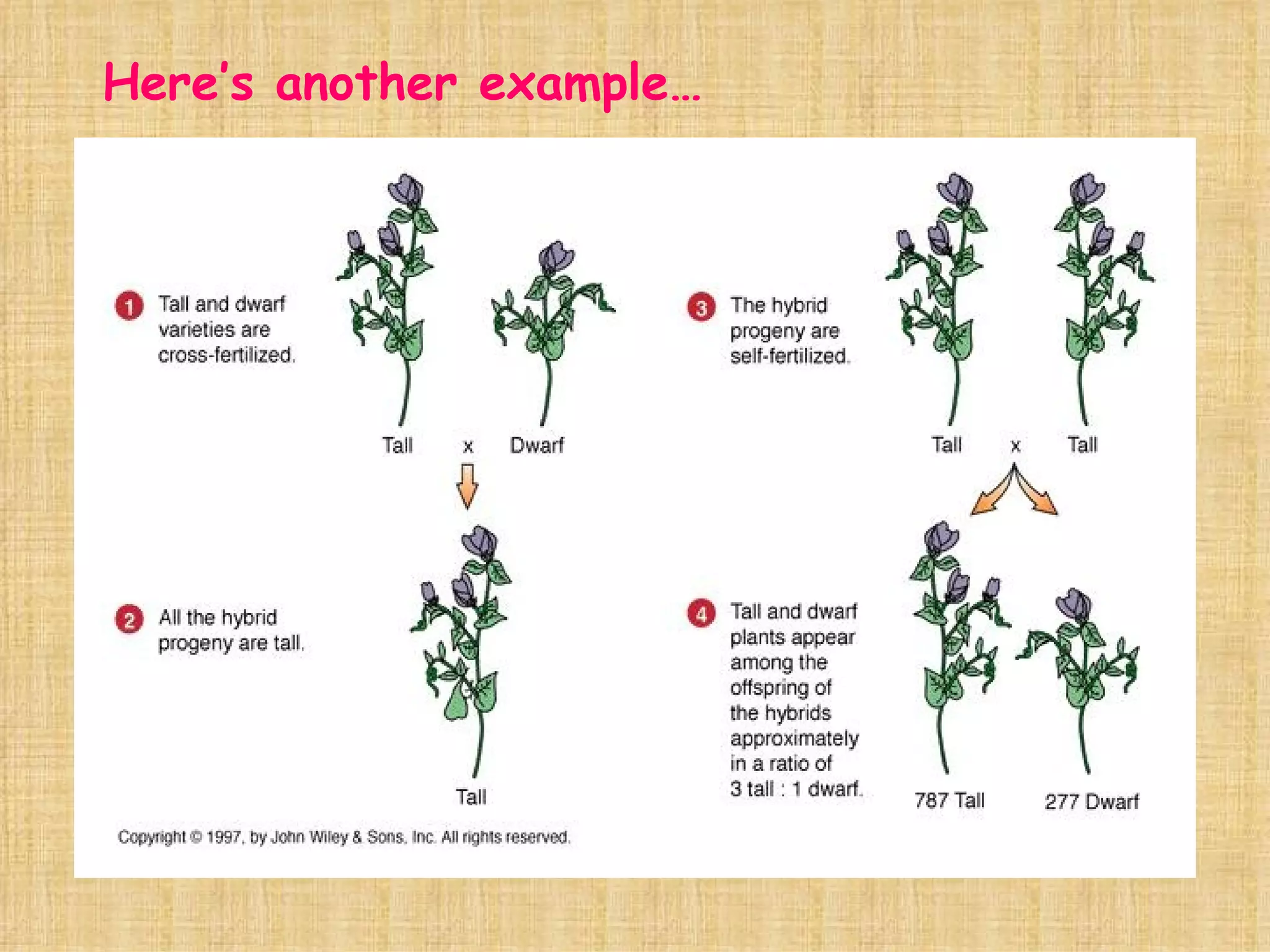 Genetics, mendelian laws | PPT