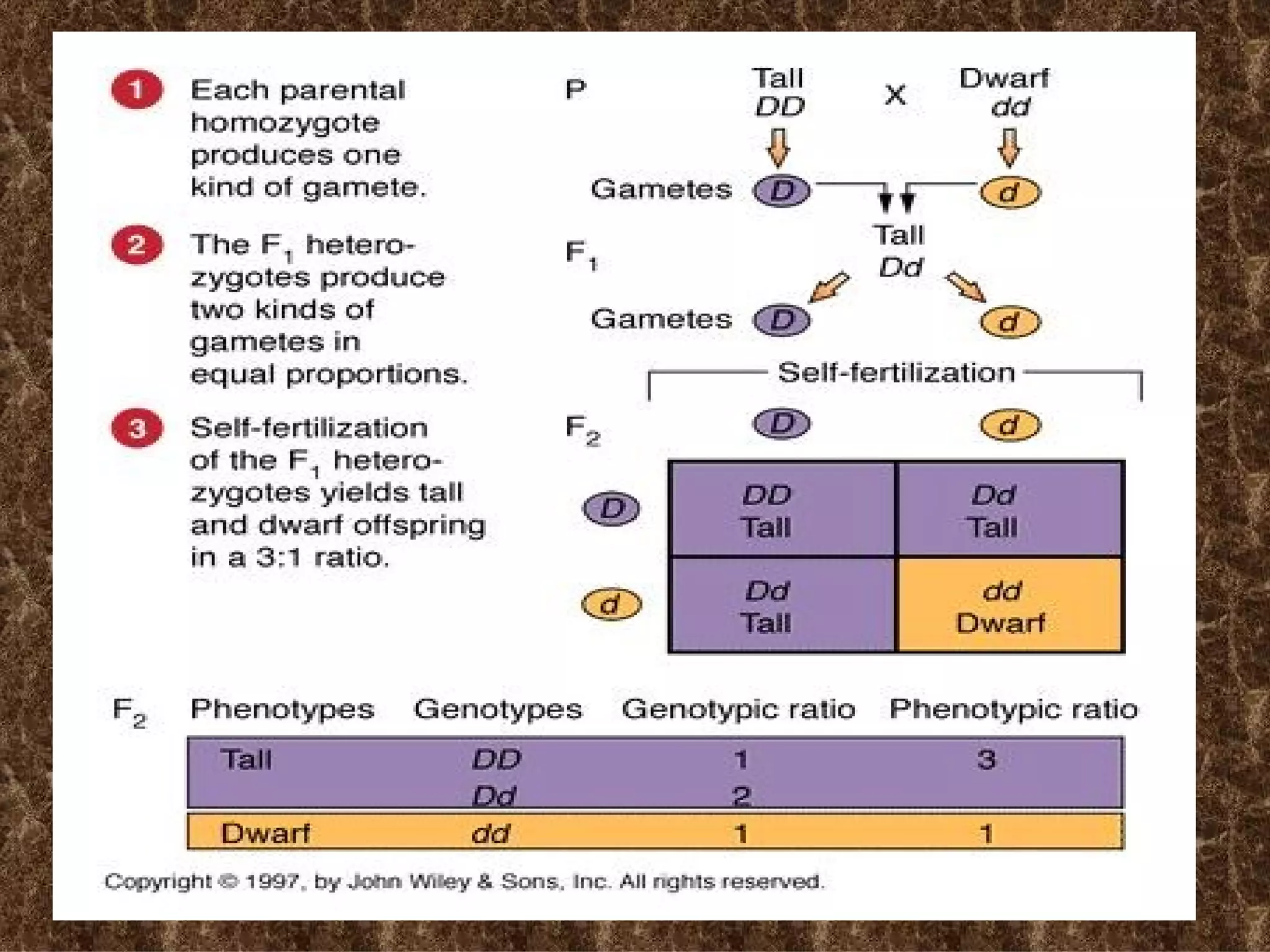 Genetics, mendelian laws | PPT