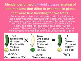 Genetics, mendelian laws | PPT