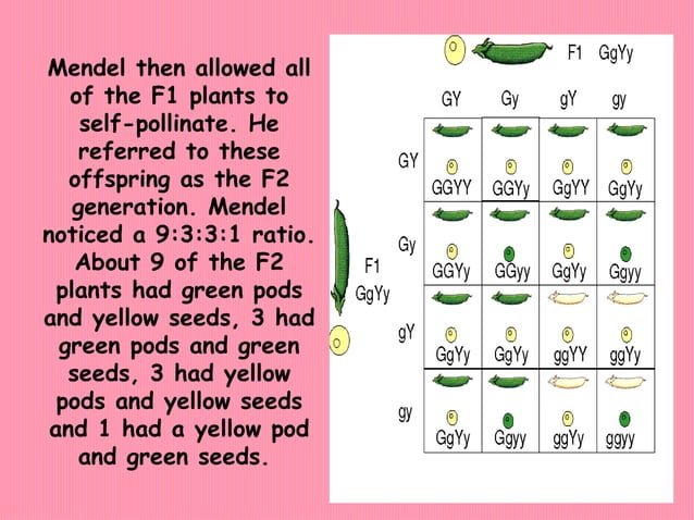 Genetics, mendelian laws | PPT