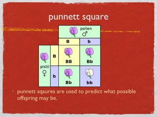 Genetics:mendel powerpoint | PPT
