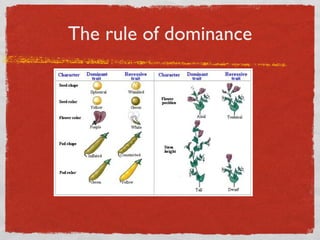 Genetics:mendel powerpoint | PPT