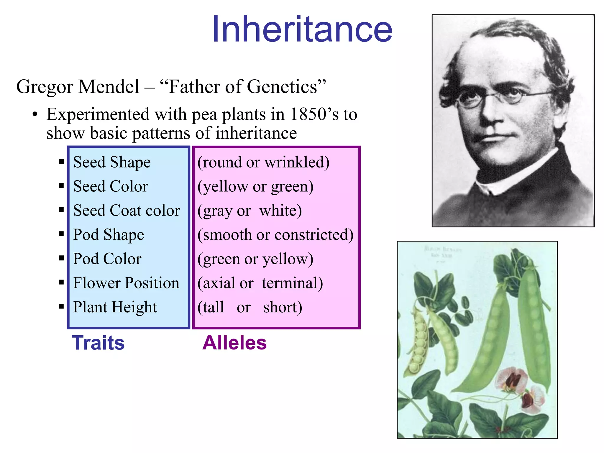 Genetics model 2012 fields part 1 | PPT