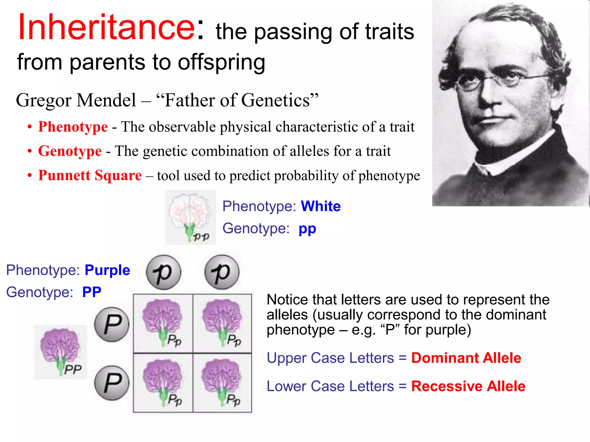Genetics model 2012 fields part 1 | PPT