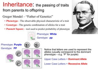 Genetics model 2012 fields part 1 | PPT