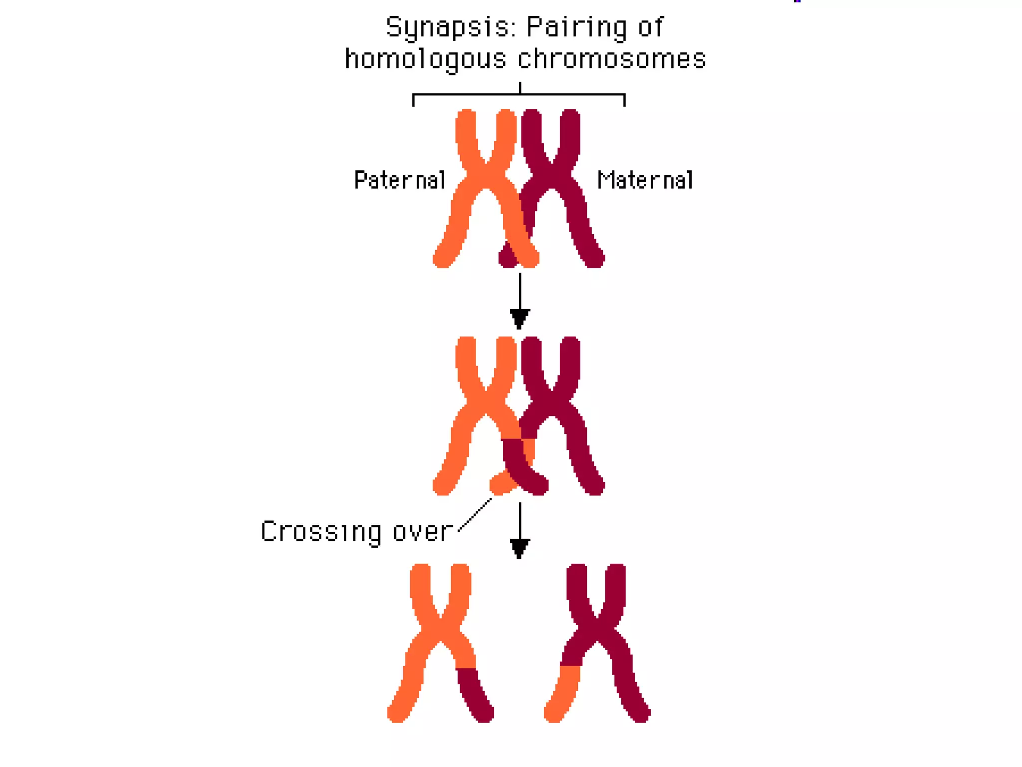 Genetics part 2 | PPT