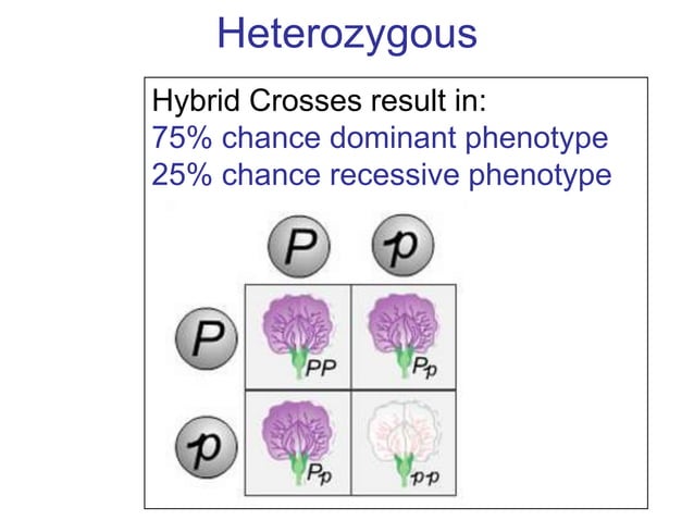 Genetics part 2 | PPT