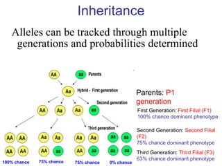 Genetics part 2 | PPT