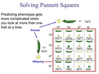 Genetics part 3 | PPT