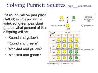Genetics part 3 | PPT