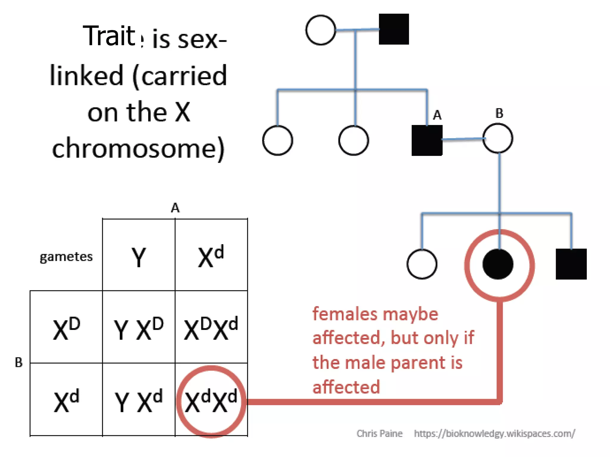 Genetics model 2012 fieldspart 4 | PPT