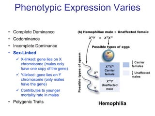 Genetics model 2012 fieldspart 4 | PPT