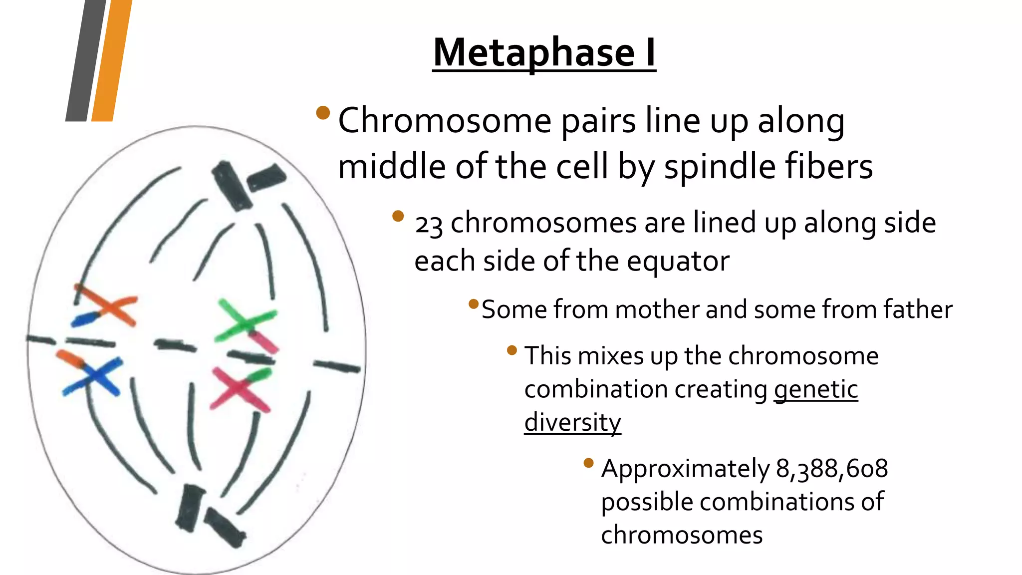 Genetics Notes | PPTX
