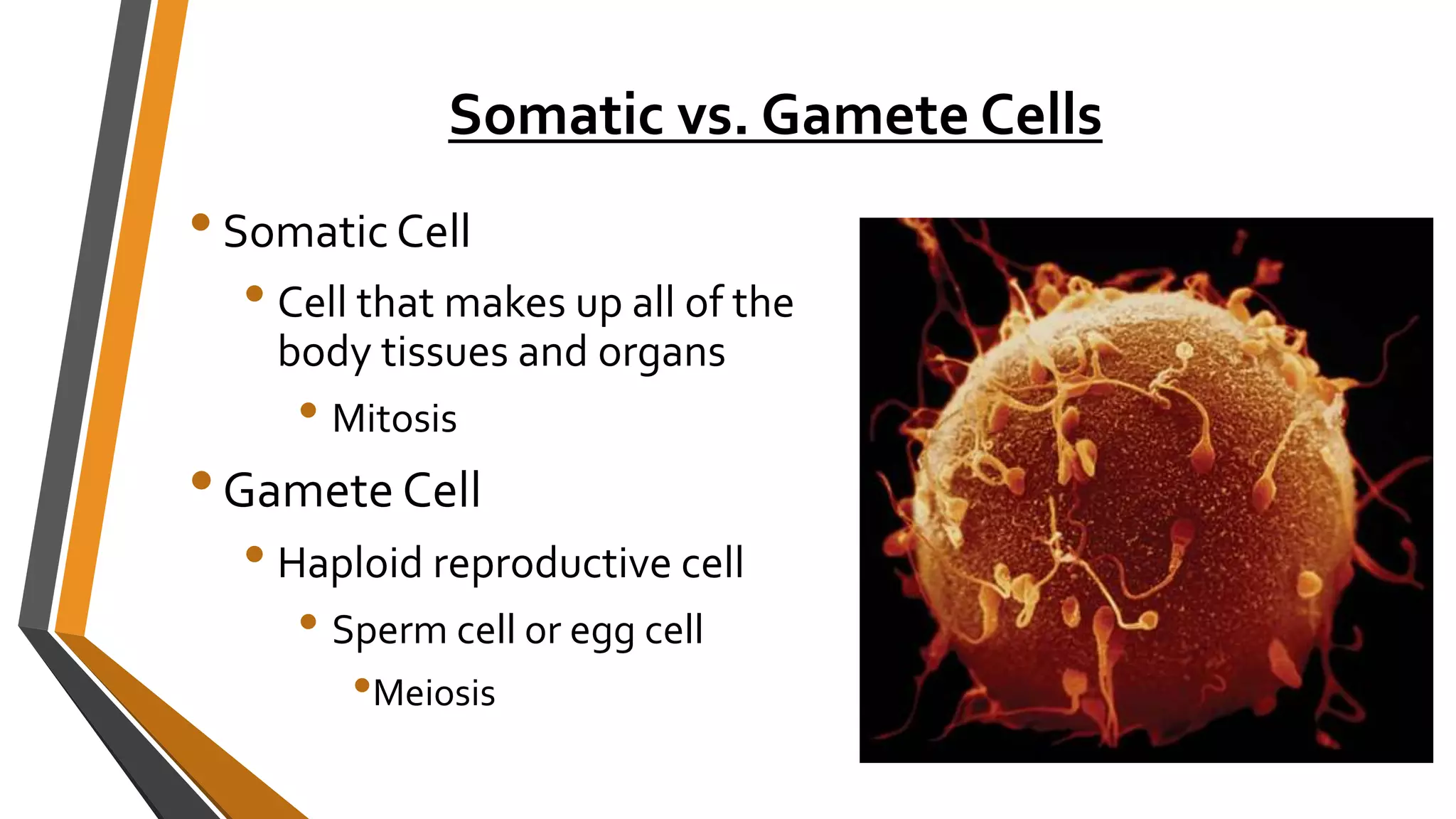 Genetics Notes | PPTX