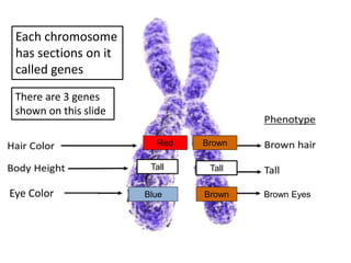 Genetics notes | PPTX | Gardening | Home & Garden
