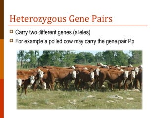 Genetics of animal breeding 9 | PPT