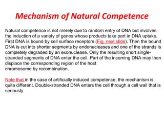 Genetics of bacteria | PPT