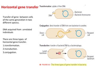 Genetics of bacteria | PPT