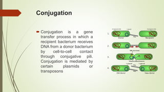 Genetics of bacteria PPT.pptx