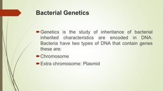 Genetics of bacteria PPT.pptx