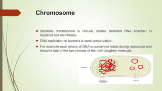 Genetics of bacteria PPT.pptx