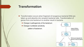 Genetics of bacteria PPT.pptx