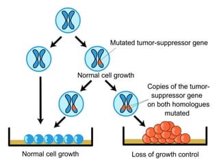 Genetics of cancer | PPTX