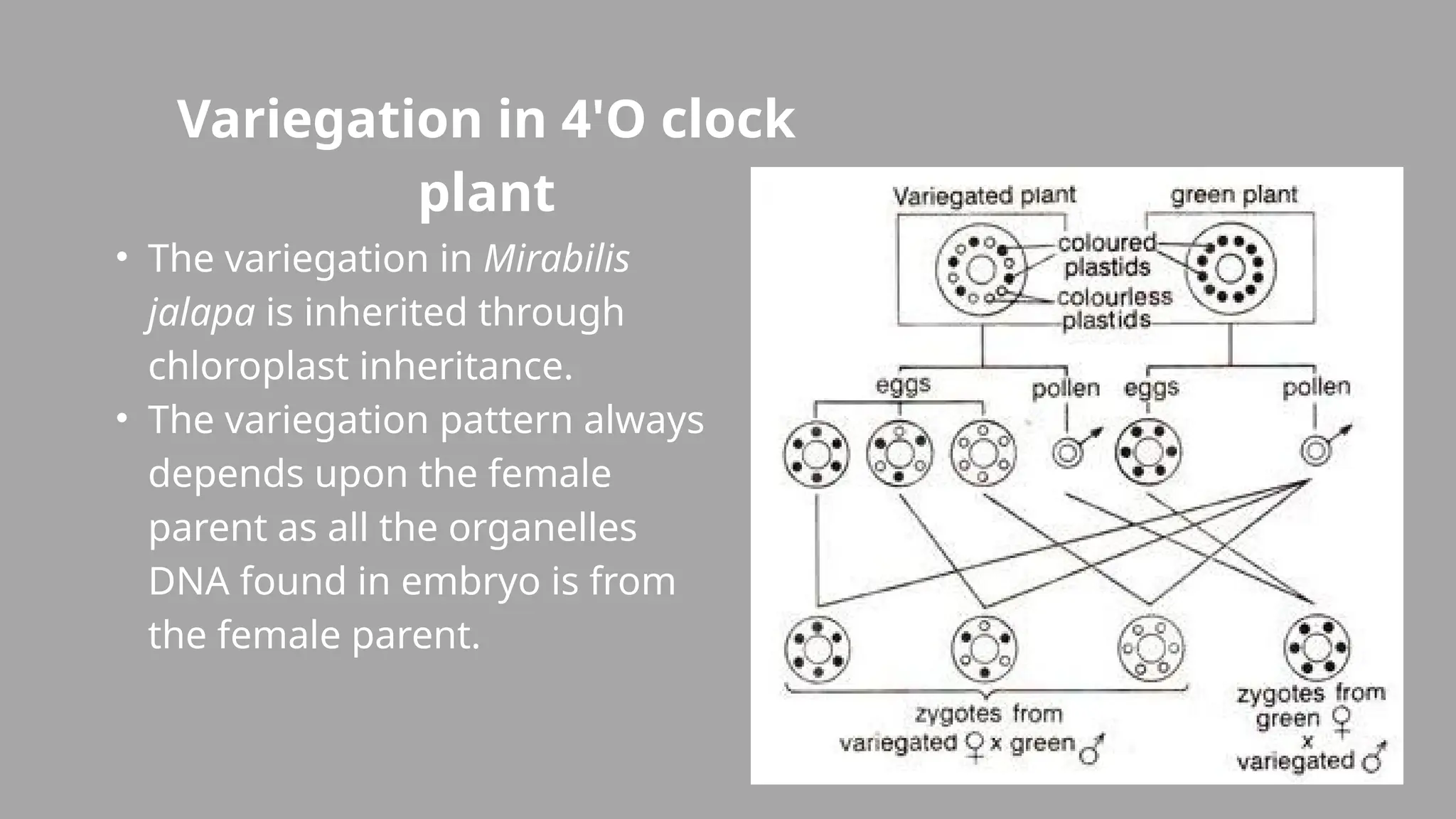 Genetics of extrachromosomal inheritance.pptx