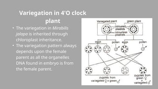 Genetics of extrachromosomal inheritance.pptx