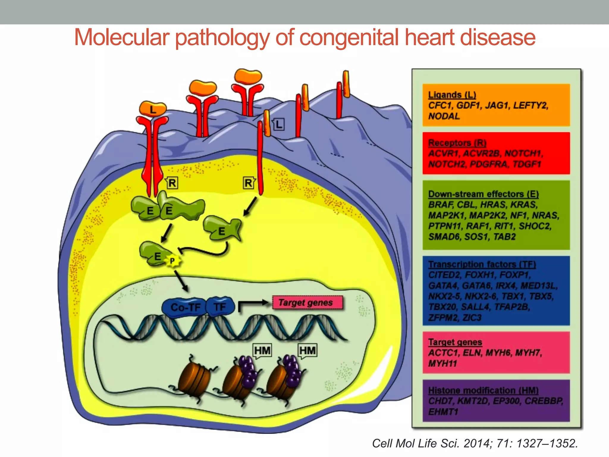 Genetics of Congenital Heart Disease | PPT
