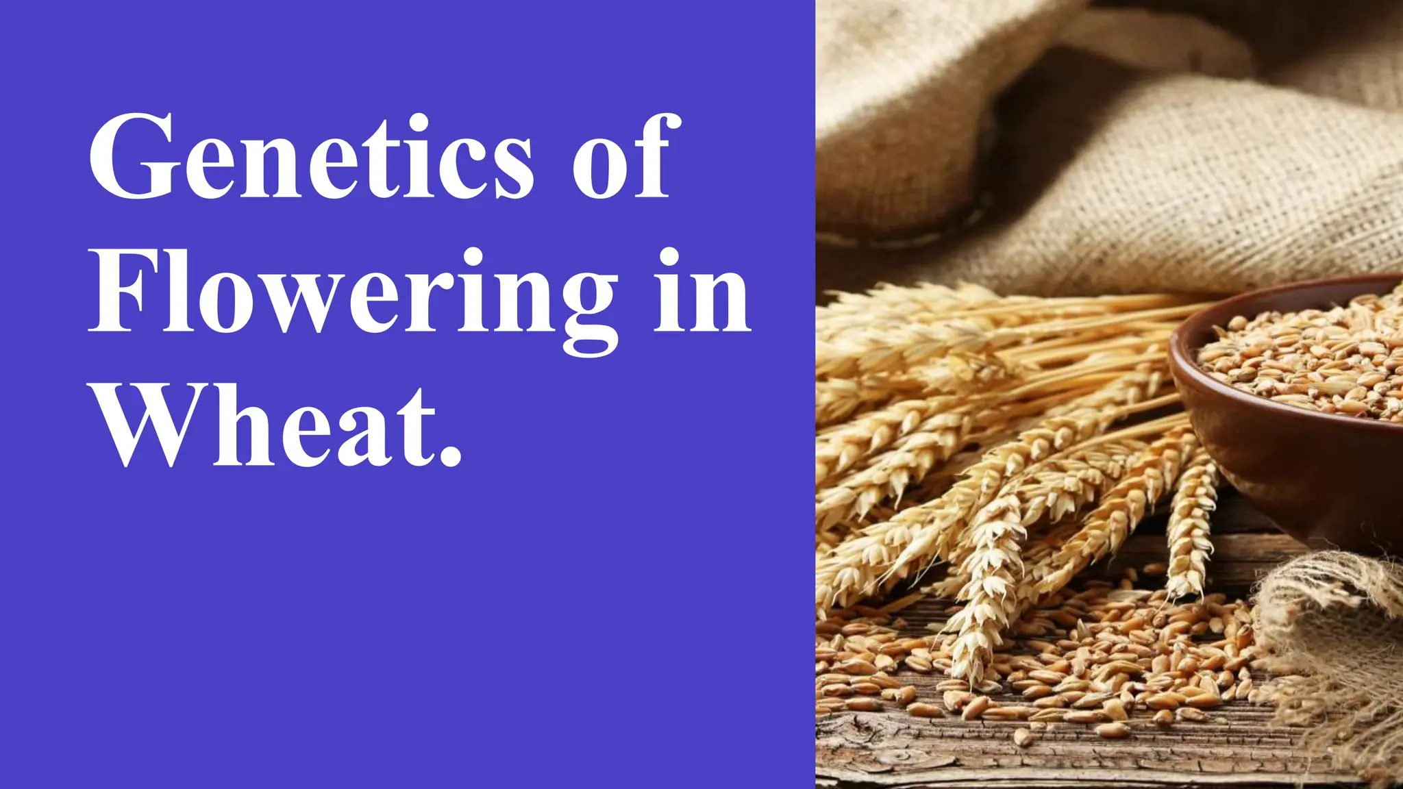 Genetics of Flowering in Wheat.pptx